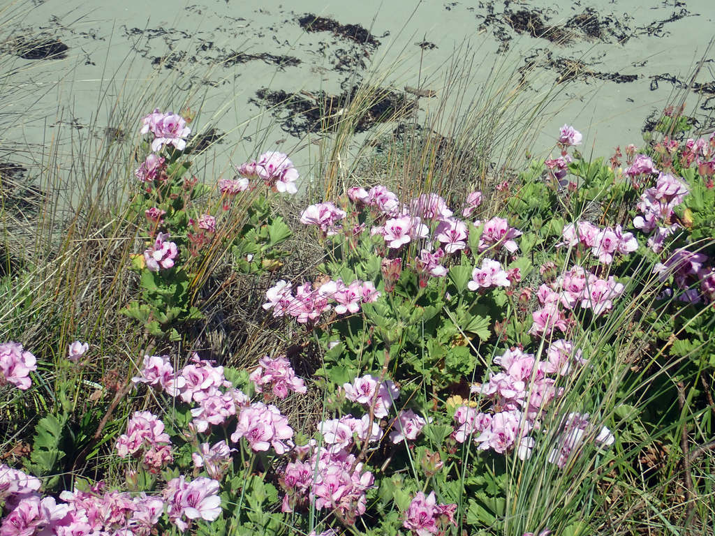 wild mallow from Māhia, Mahanga Beach, Pukenui Drive on November 02 ...