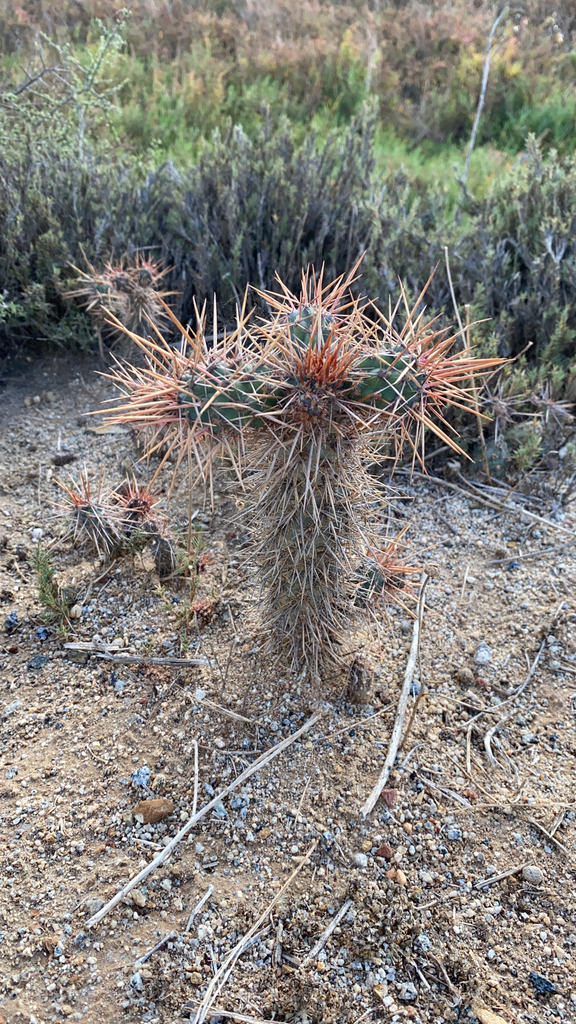 Coast Cholla from Imperial Beach on November 3, 2022 at 09:16 AM by ...