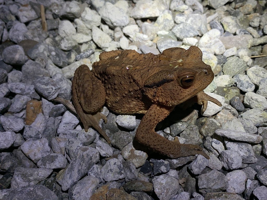 Taiwan Common Toad from 員山鄉, TW on October 27, 2022 at 07:30 PM by 橘子拔 ...