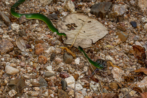 Green Water Snake (Philothamnus hoplogaster) - Snakes and Lizards