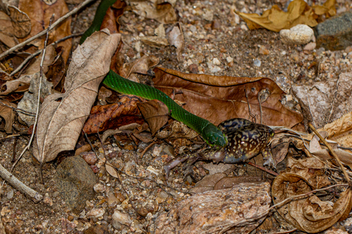 Green Water Snake (Philothamnus hoplogaster) - Snakes and Lizards