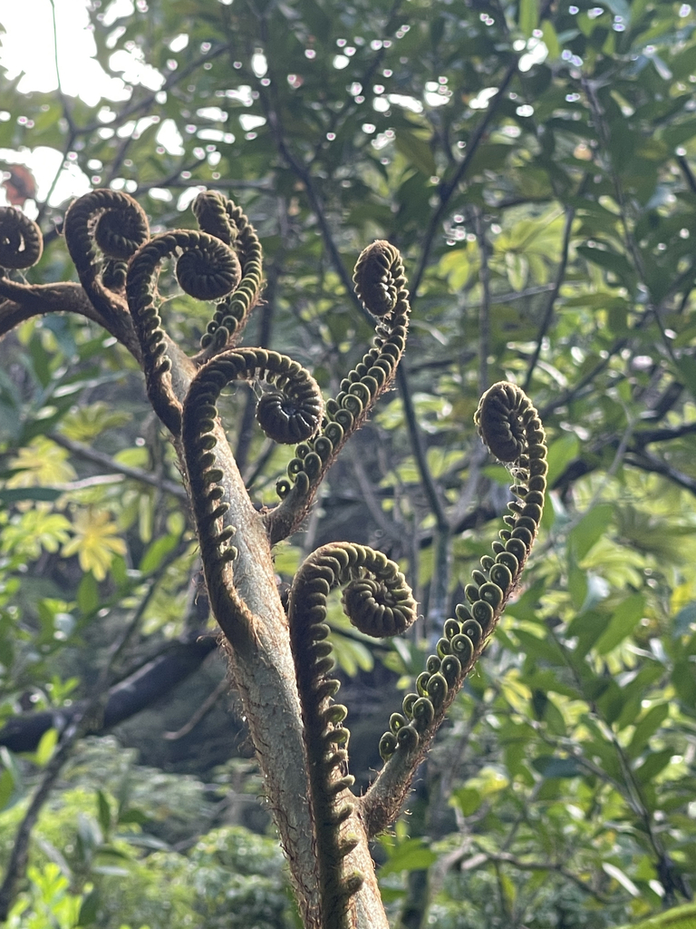 potato fern family (Marattiaceae) - Botanical Realm