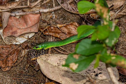 Green Water Snake (Philothamnus hoplogaster) - Snakes and Lizards