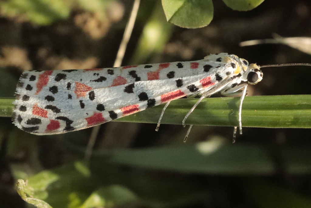Crimson-speckled Flunkey from Poppendorf, Österreich on November 03 ...