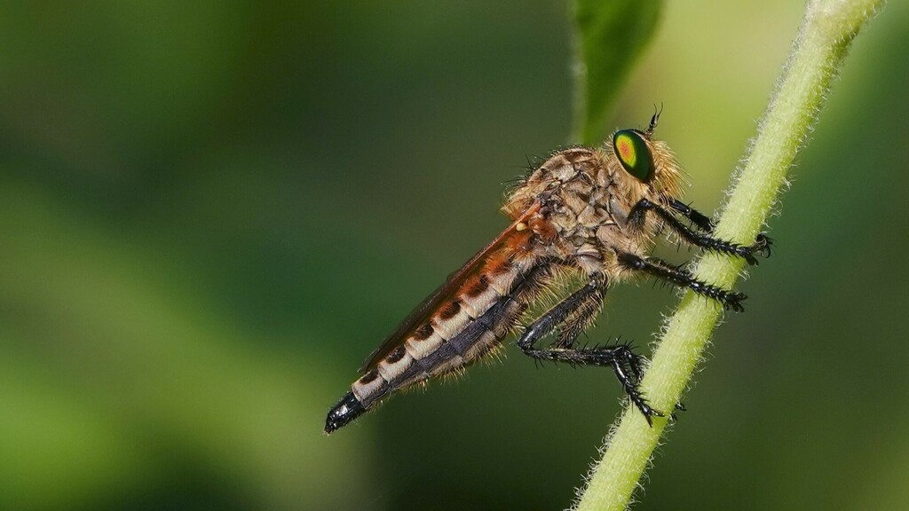 Giant Robber Flies from Mumbai, Maharashtra, India on October 23, 2022 ...