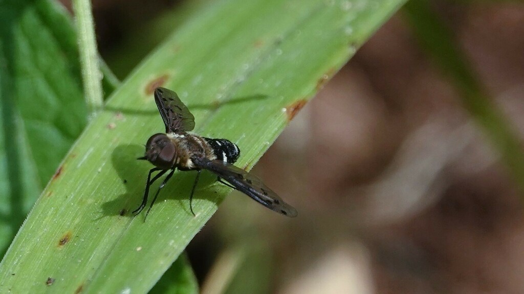 banded bee flies from Rajendranagar mandal, Hyderabad, Telangana, India ...