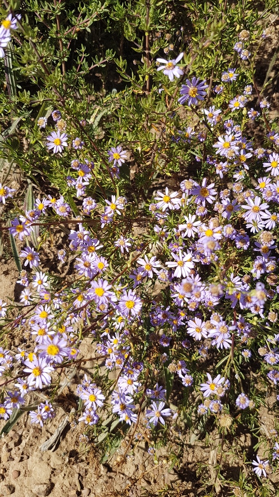Bush Felicia from Tygerberg Hills, Cape Town, South Africa on October ...