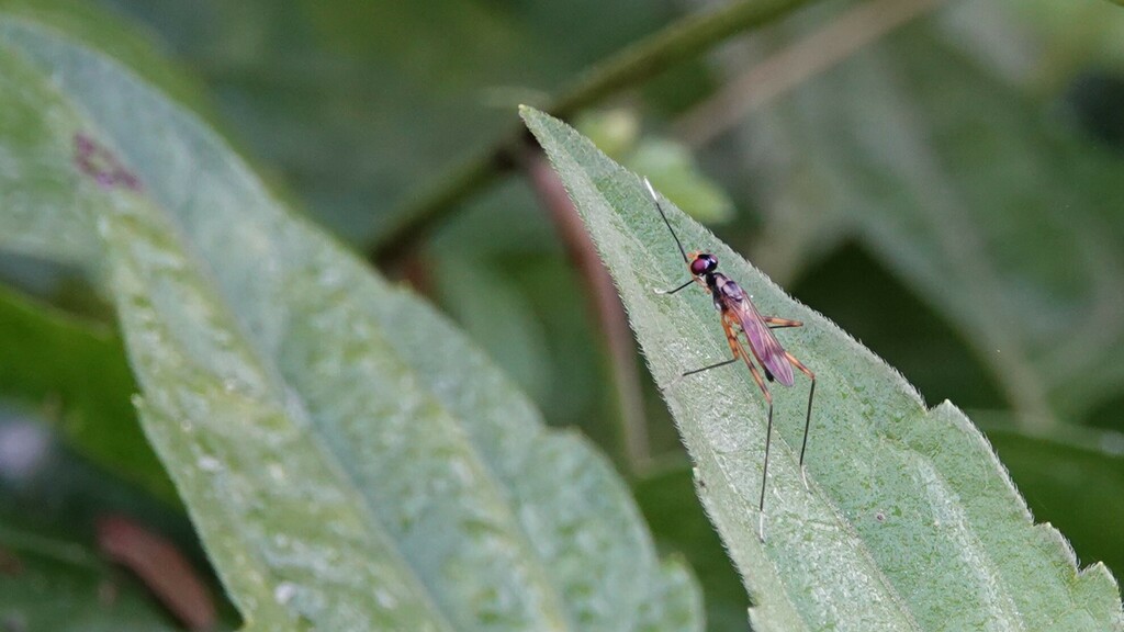 Stilt-legged Flies from Dahisar West, Mumbai, Maharashtra, India on ...
