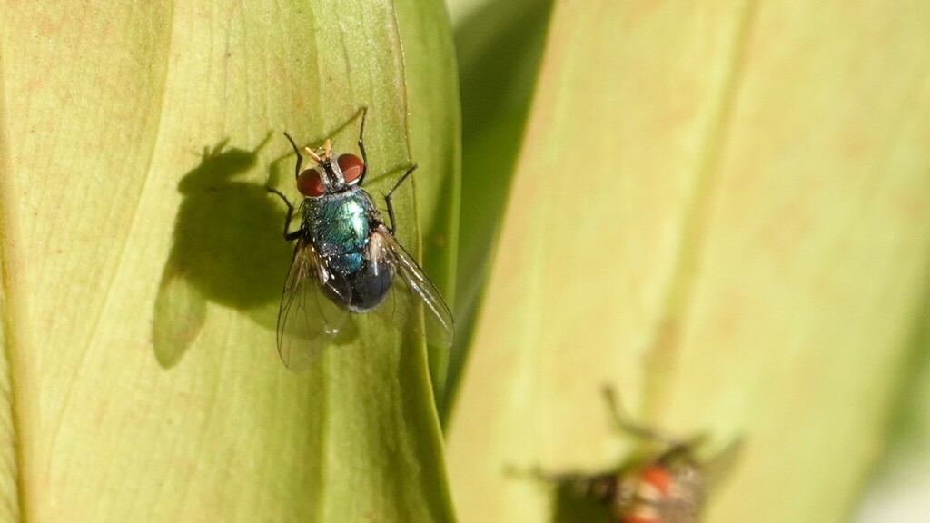 Blue-green Bottle Fly from Kandivali, Kandivali West, Mumbai ...