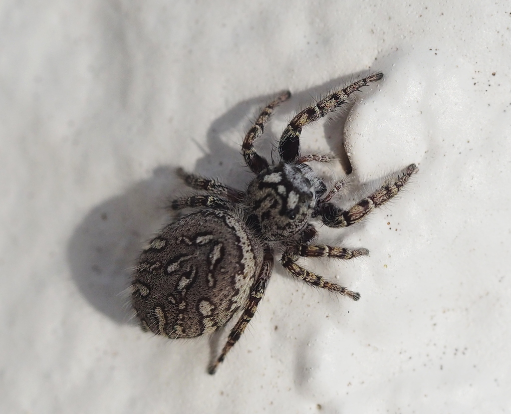 High Eyelashed Jumping Spider from Pawnee County, OK, USA on November 3 ...
