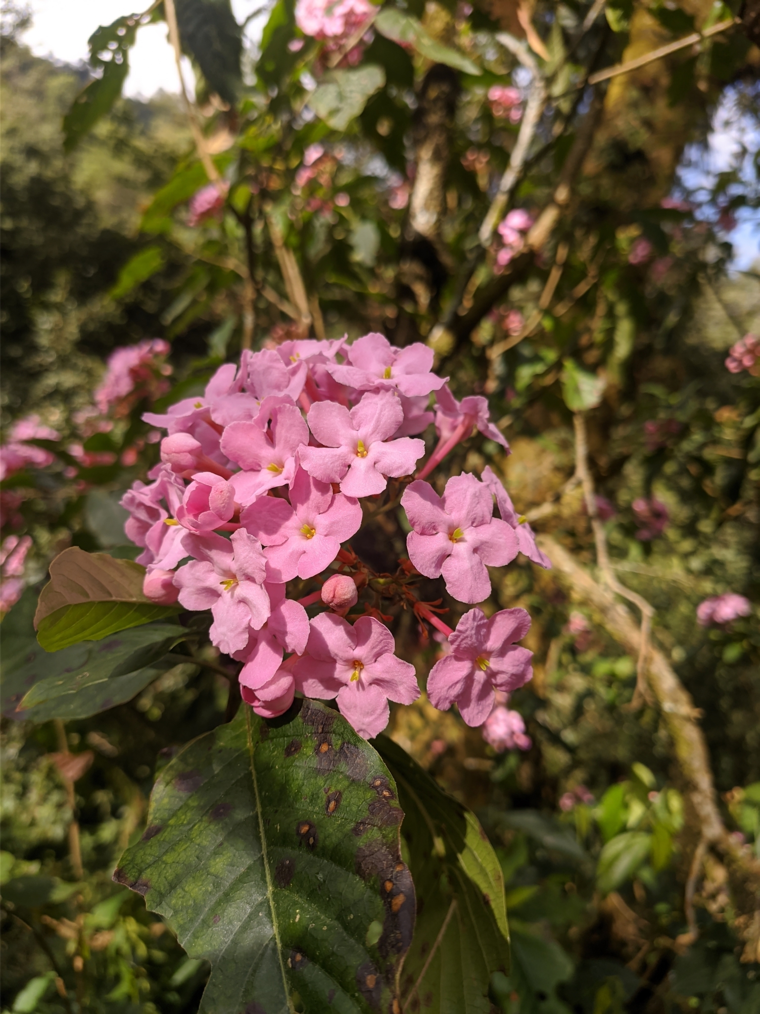 Luculia gratissima (Wall.) Sweet