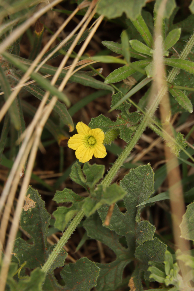 South African Spiny Cucumber from Dr Kenneth Kaunda, North West, South ...