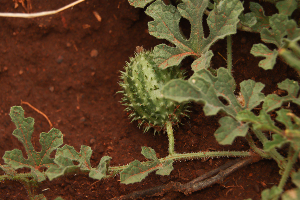 South African Spiny Cucumber from Dr Kenneth Kaunda, North West, South ...