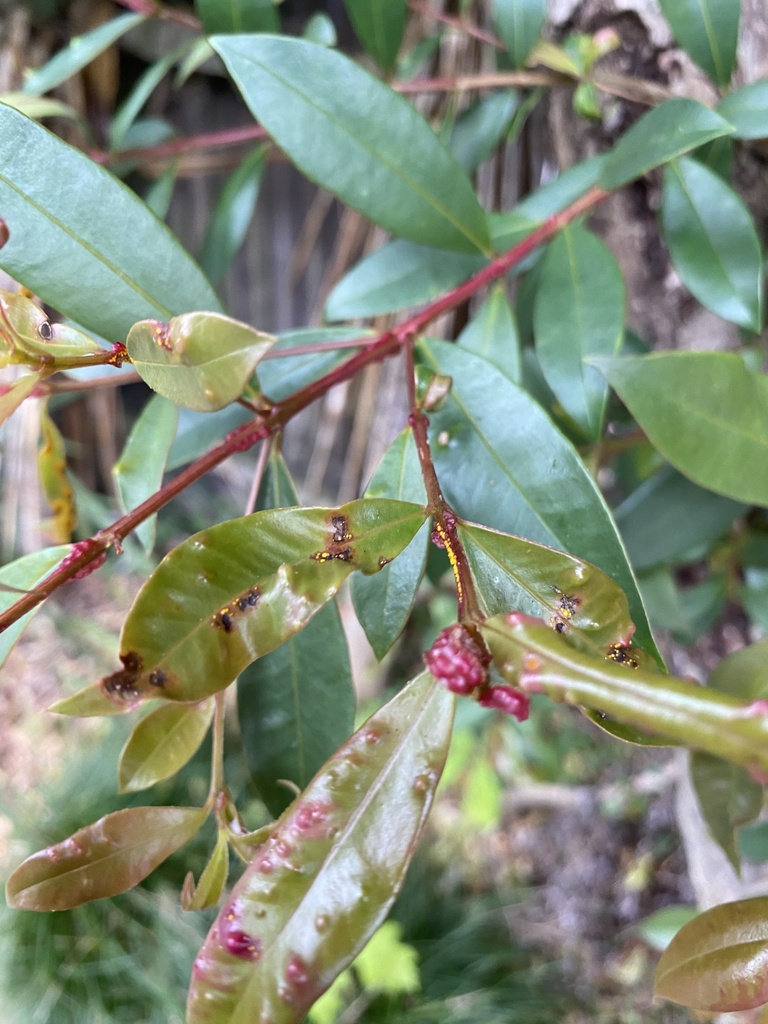 Myrtle Rust from North Island, Auckland, Auckland, NZ on November 03 ...