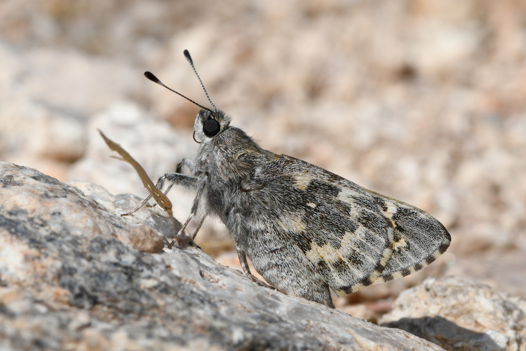 Poling's Giant-Skipper from USA Arizona, Pima Co., Catalina Mts ...