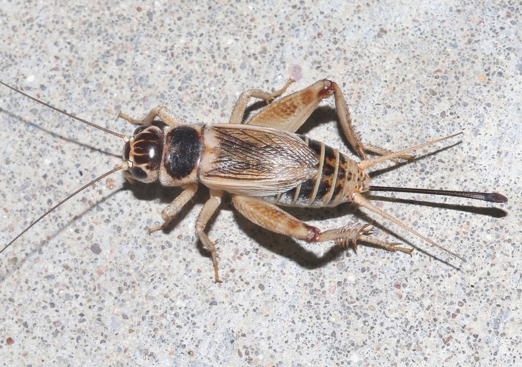 Badlands Cricket (Crickets of the United States) · iNaturalist