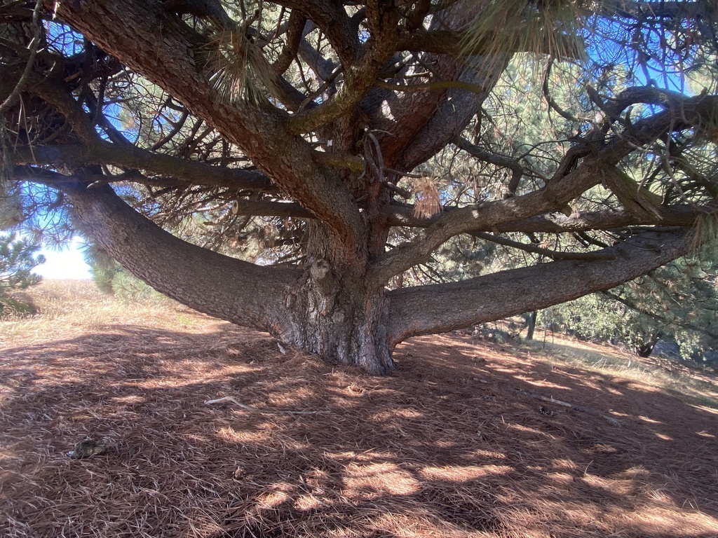 Coulter pine from Angeles National Forest, Santa Clarita, CA, US on ...