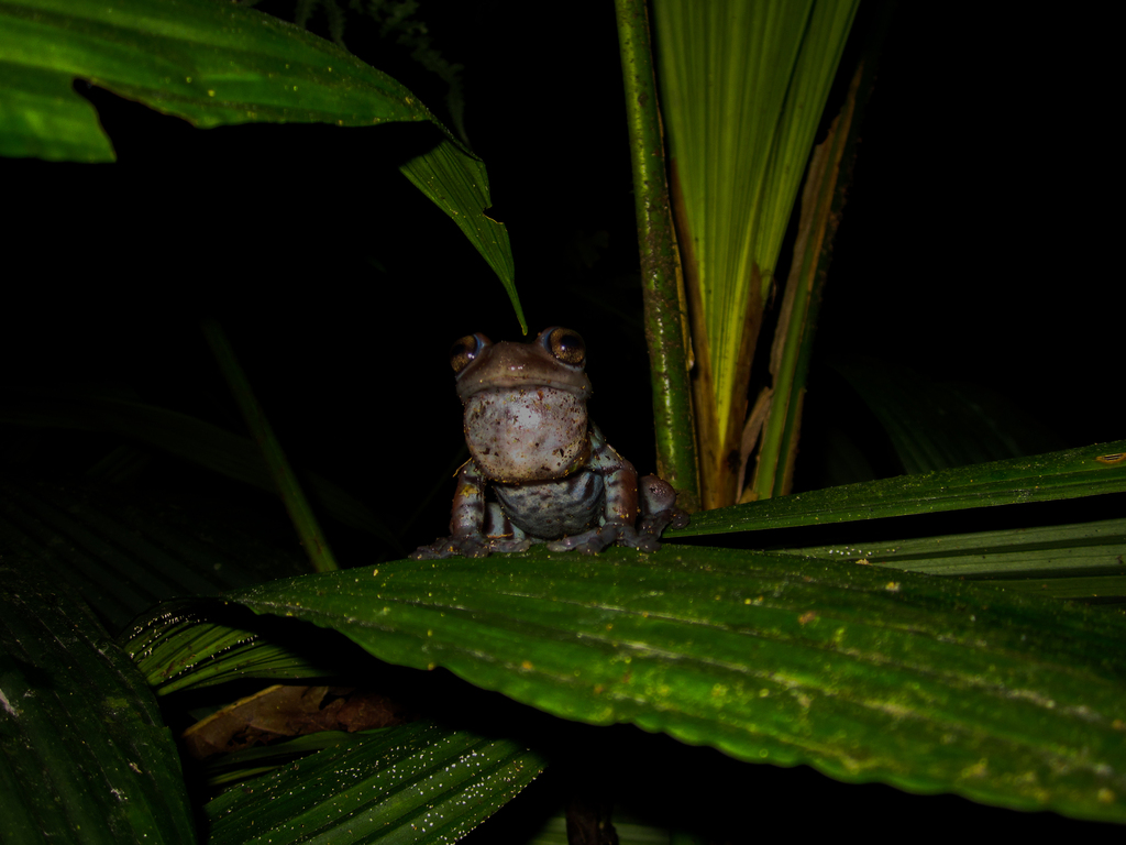 Cordillera central tree frog from Santa Rosa de Cabal, Risaralda ...