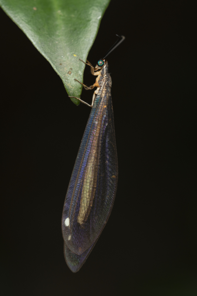 Baliga in October 2022 by Lawrence Hylton · iNaturalist