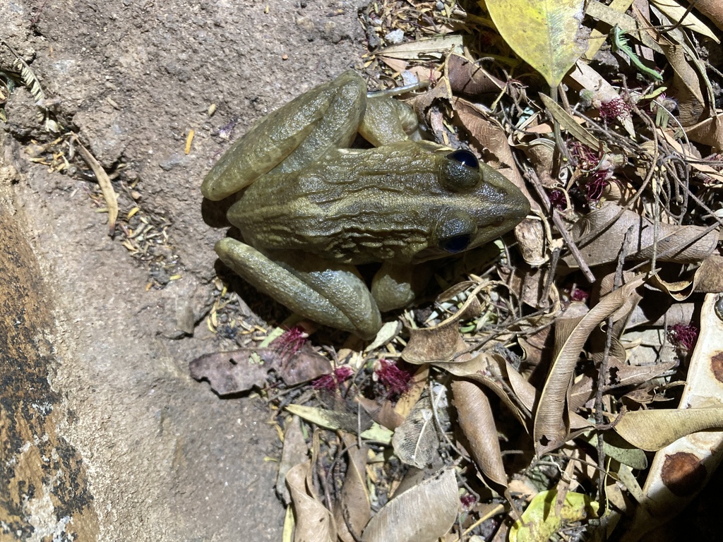 Common River Frog from Mphonongo, Lilongwe, Lilongwe City, MW on ...