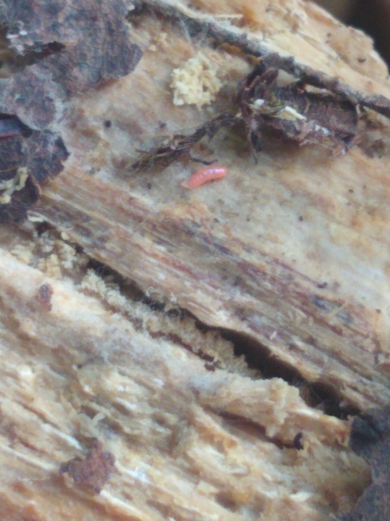 Insects from Sherbrooke, QC J1M 2K3, Canada on November 03, 2022 at 02: ...