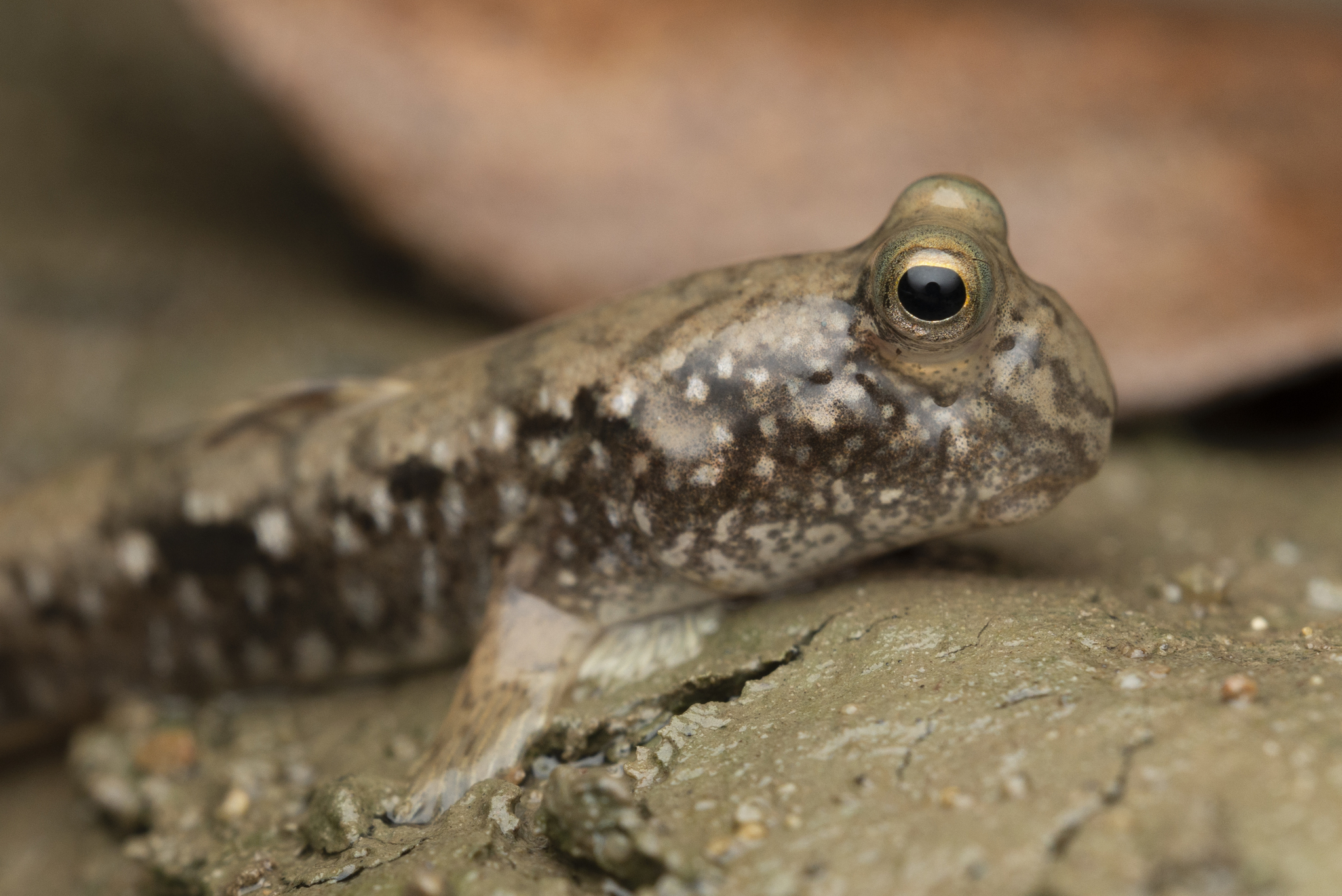 Periophthalmus modestus Cantor, 1842