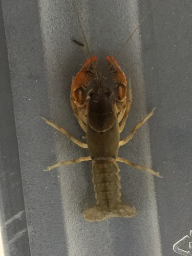 Thornytail Crayfish (Crayfishes of Alabama) · iNaturalist