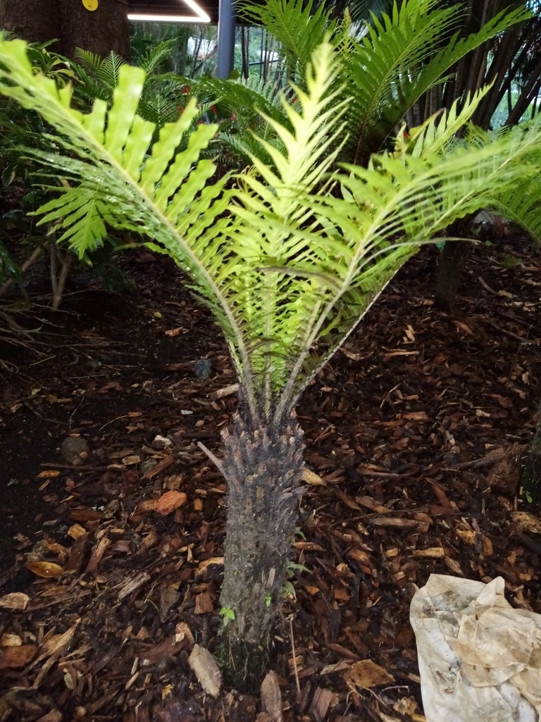 Dwarf Tree Fern from a 7 77 Carrera 48, El Poblado, Medellín, Antioquia ...