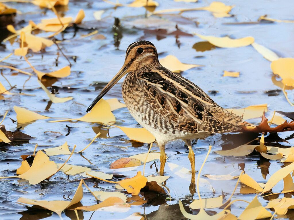 Wilson's Snipe from Morton Arboretum, Dupage County, IL, USA on ...