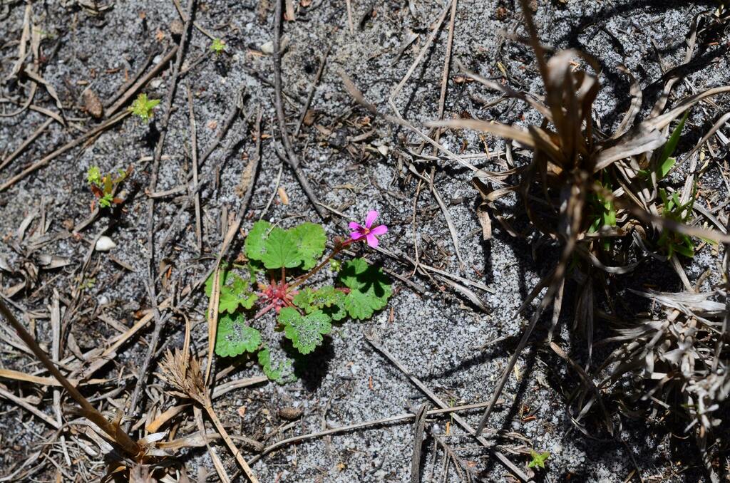 Coconut Geranium from Cape Point Nature Reserve, Table Mountain ...