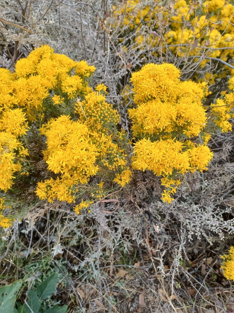 turpentine bush from Pima County, US-AZ, US on November 3, 2022 at 09: ...