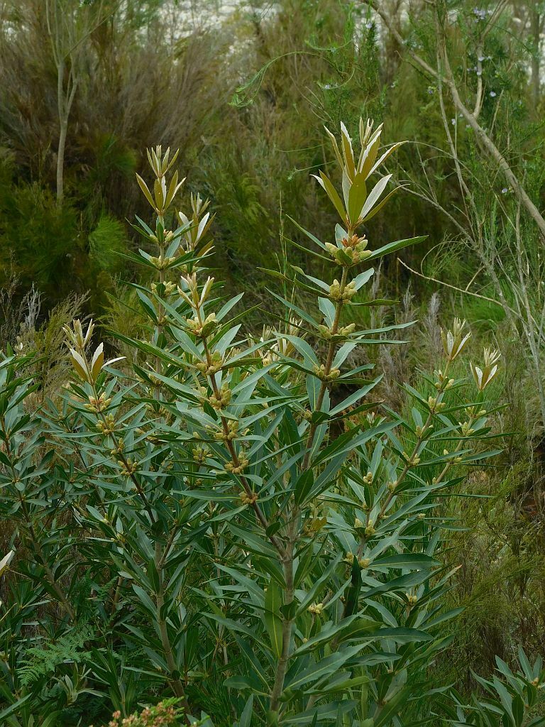 Wild Almond from Greyton, 7233, South Africa on October 30, 2022 at 11: ...