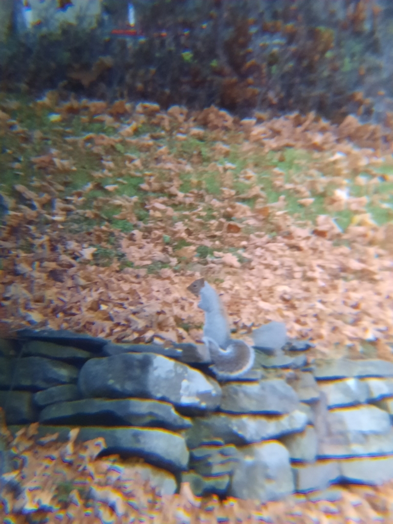 Eastern Gray Squirrel from Norwich, NY 13815, USA on November 03, 2022 ...
