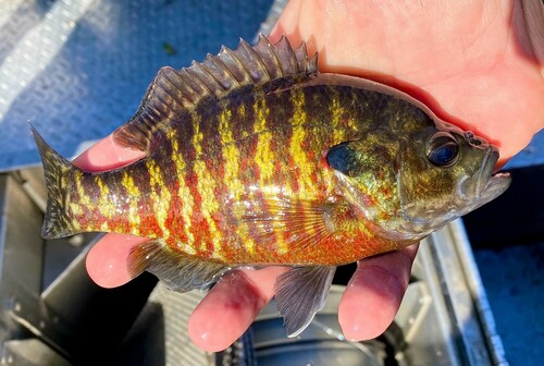 Warmouth × Redear Sunfish (Hybrid Lepomis gulosus × microlophus ...