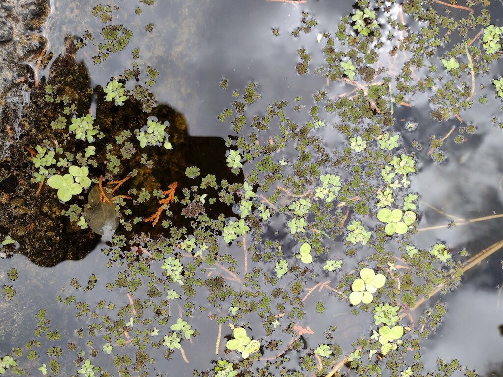 dotted duckweed from Maui, Hawaii, United States on October 24, 2022 at ...