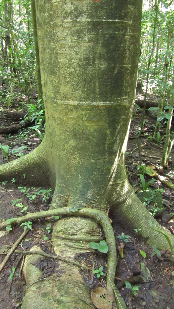 canoe tree in October 2022 by Richard Guerra. Trail to Mina de Oro y ...