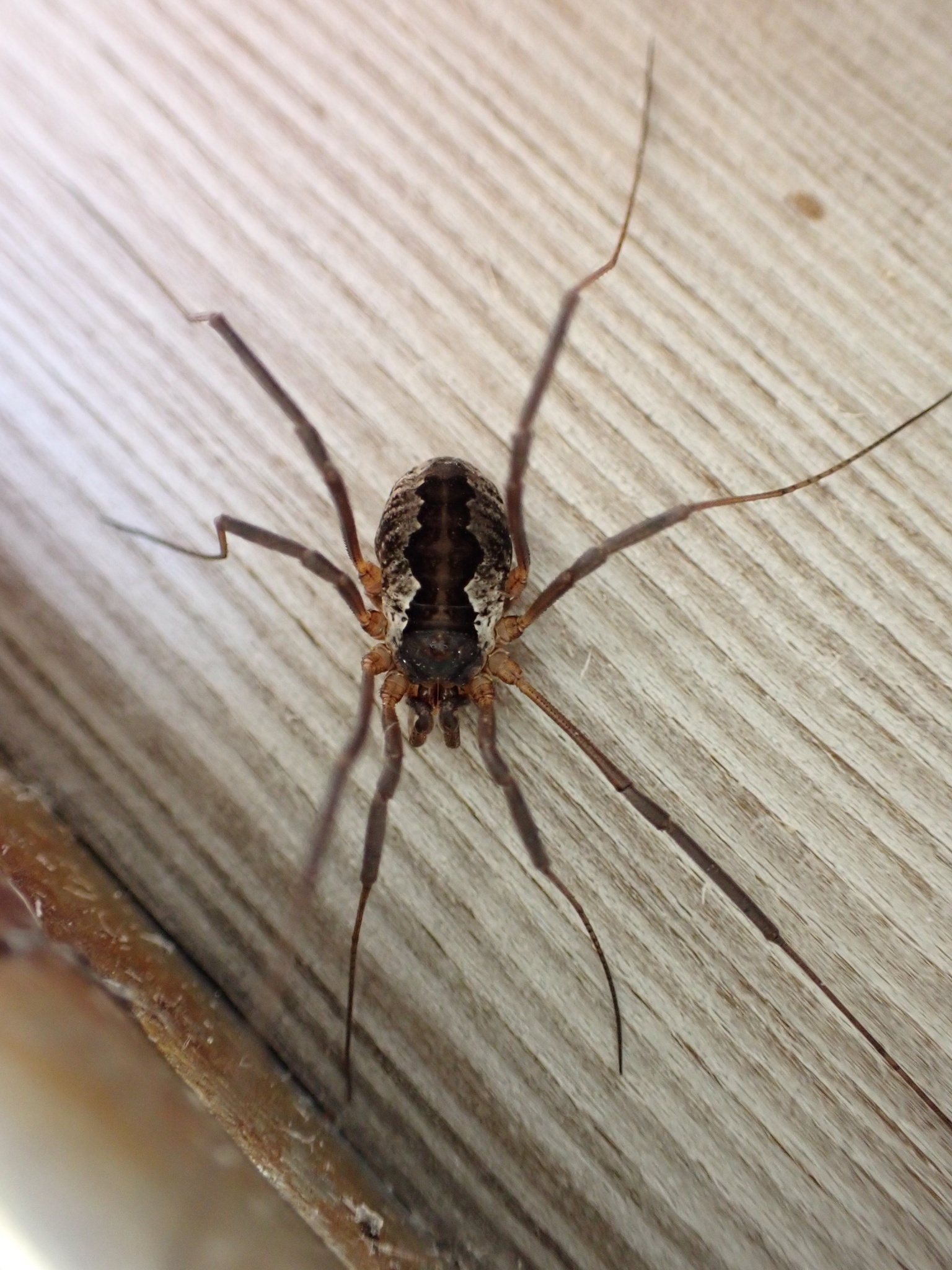 Arachnida