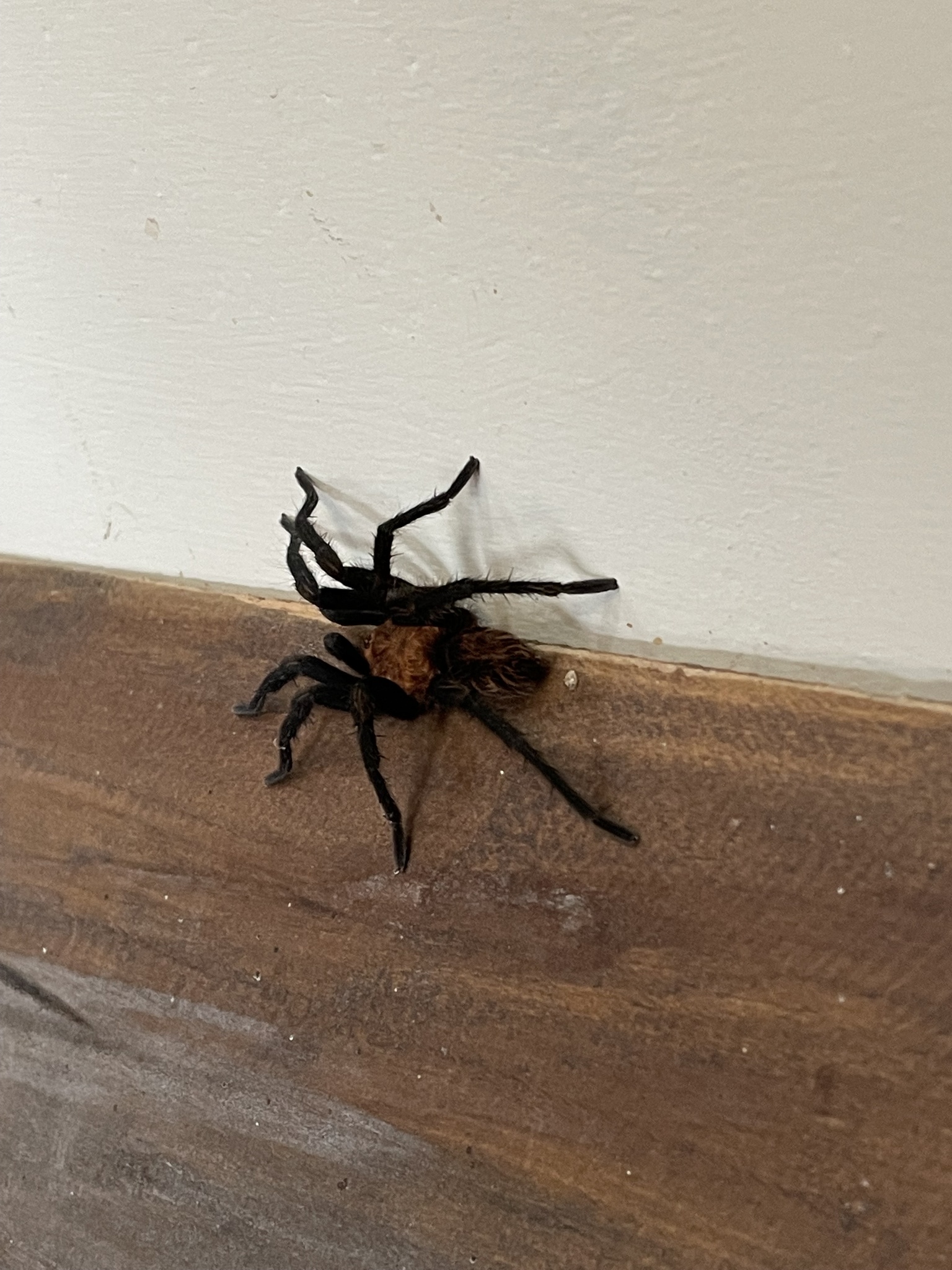 Davus ruficeps (Simon, 1891)