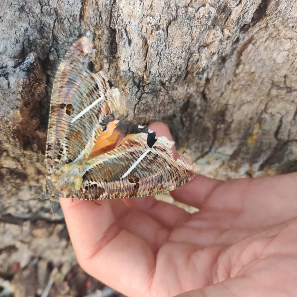 Eudocima apta from Denton County, US-TX, US on November 03, 2022 at 05: ...