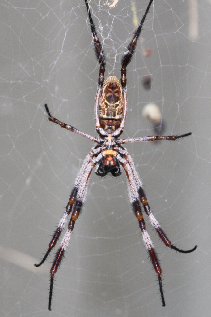Australian Golden Orbweaver from Lake Galletly (University of ...