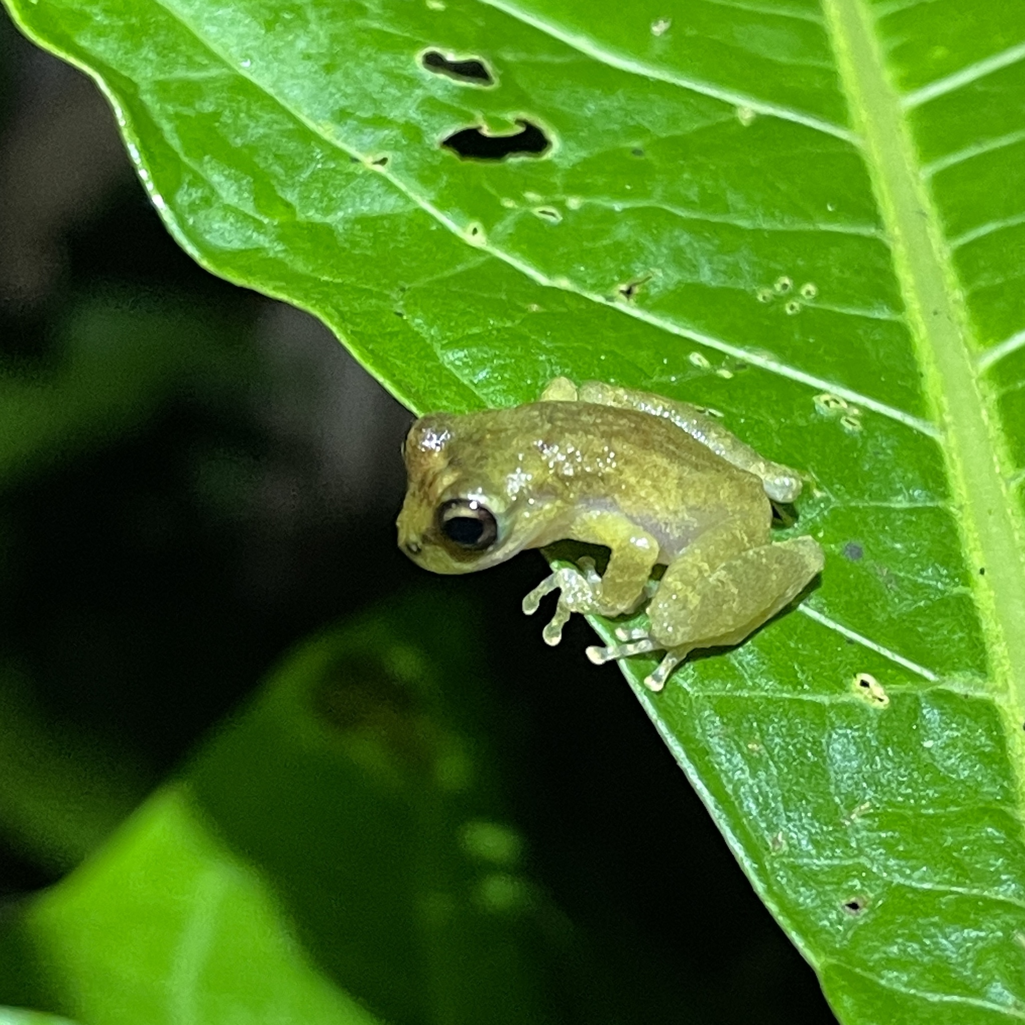 Flectonotus fitzgeraldi (Parker, 1934)