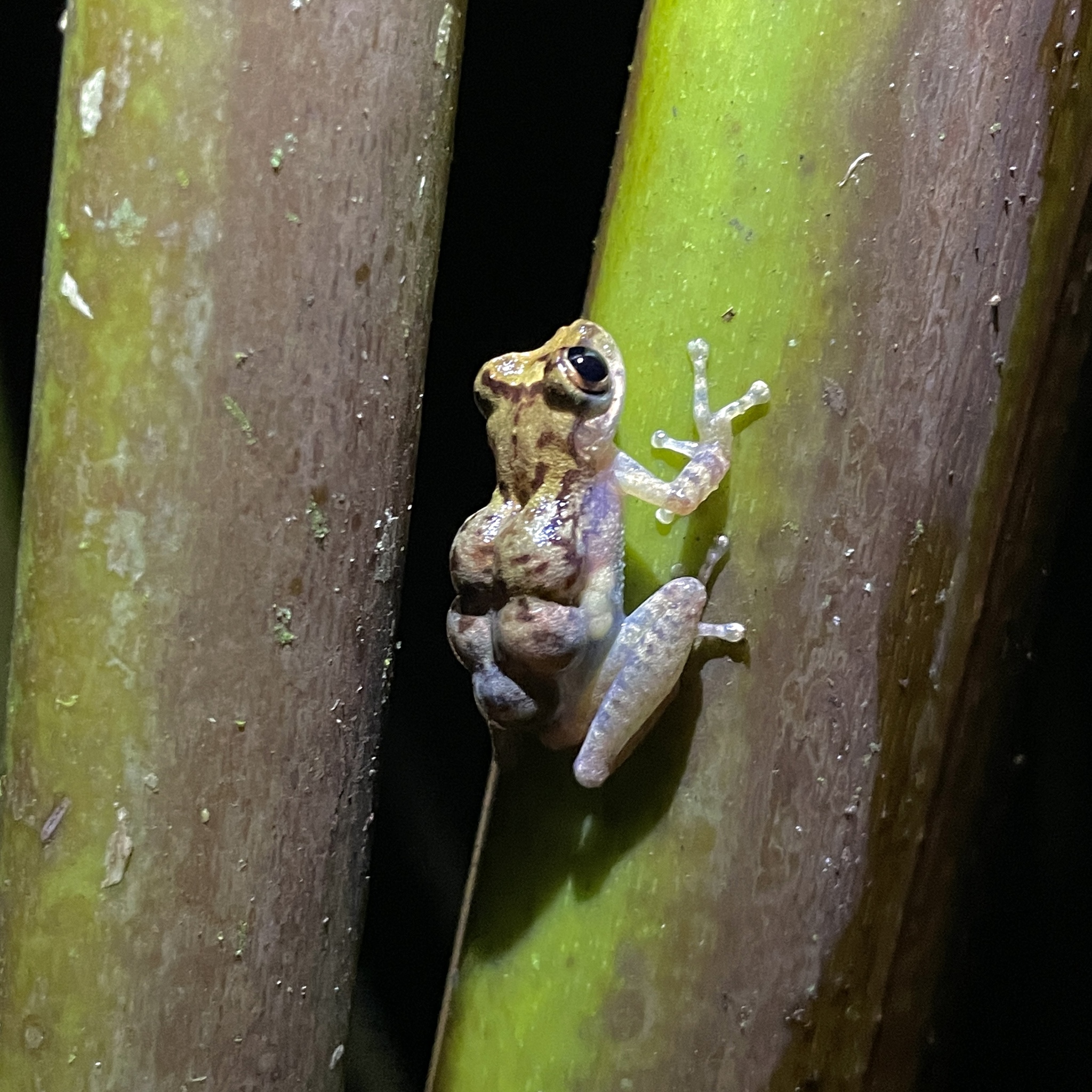 Flectonotus fitzgeraldi (Parker, 1934)