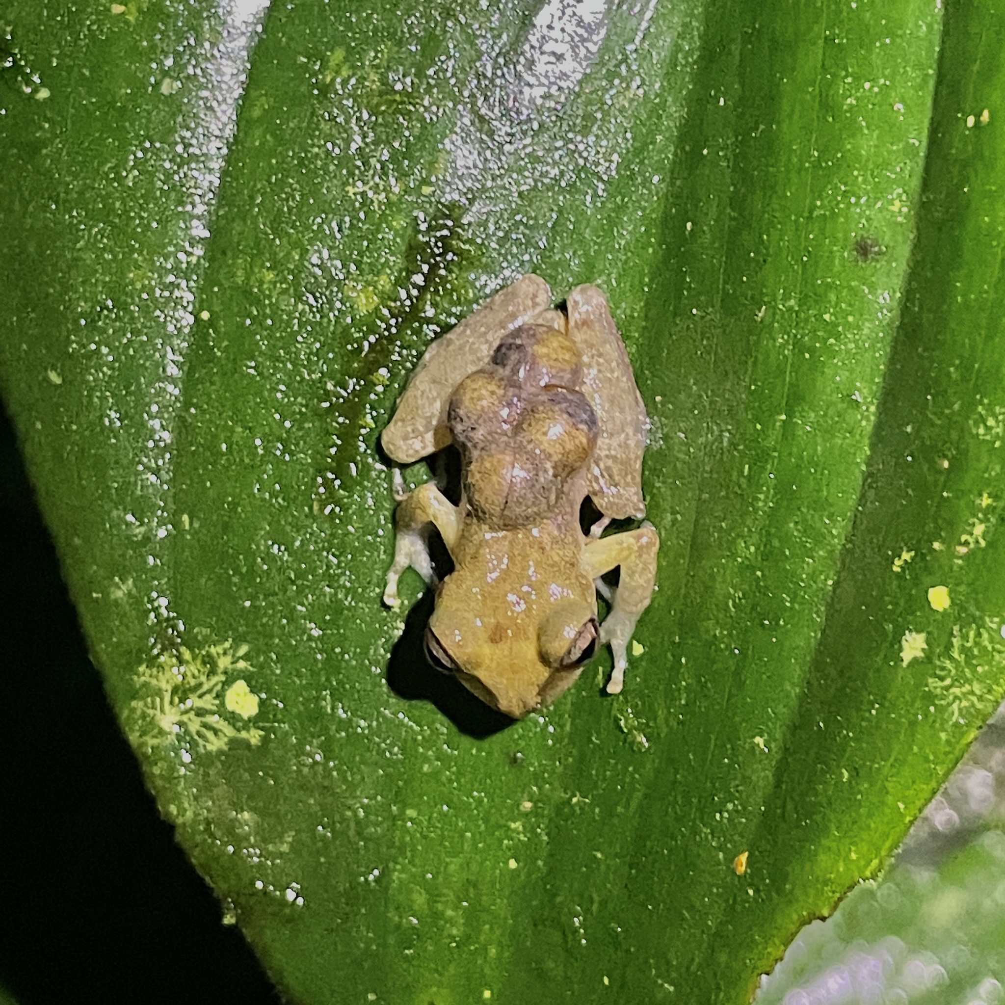 Flectonotus fitzgeraldi (Parker, 1934)