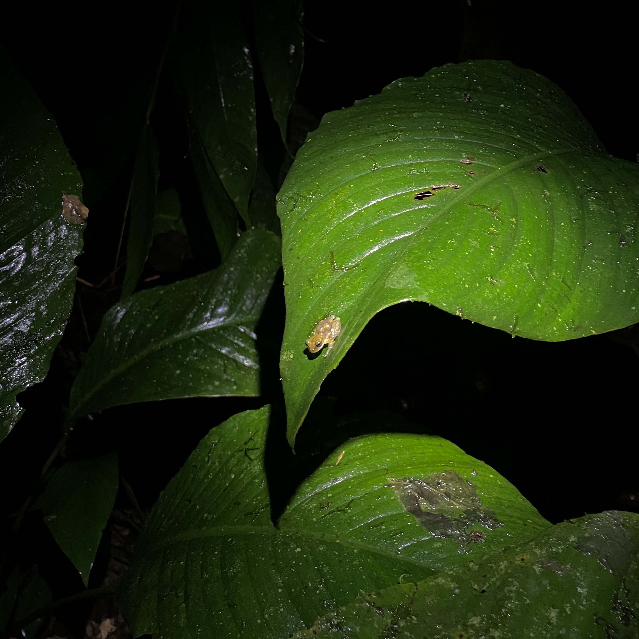 Flectonotus fitzgeraldi (Parker, 1934)