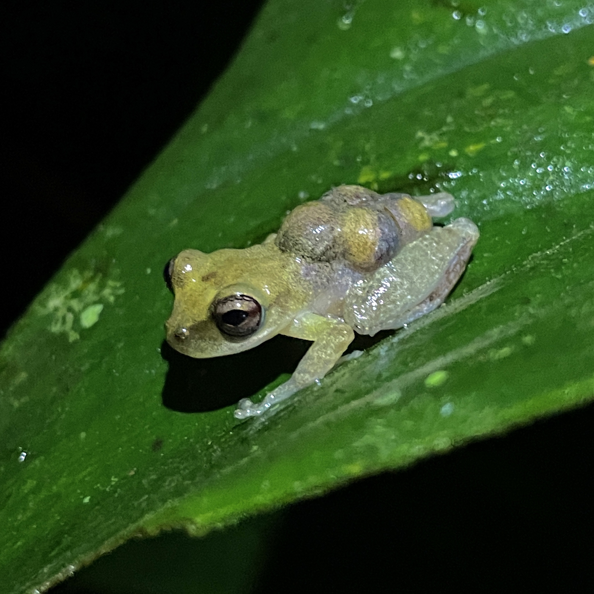 Flectonotus fitzgeraldi (Parker, 1934)