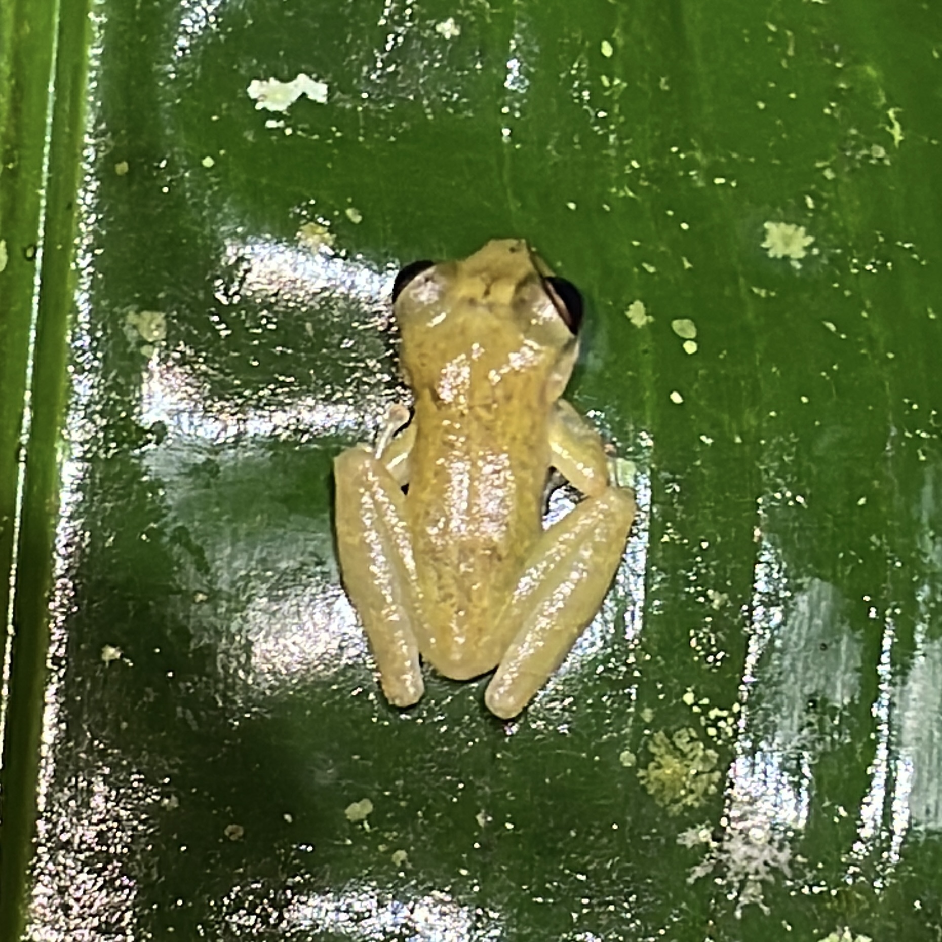 Flectonotus fitzgeraldi (Parker, 1934)