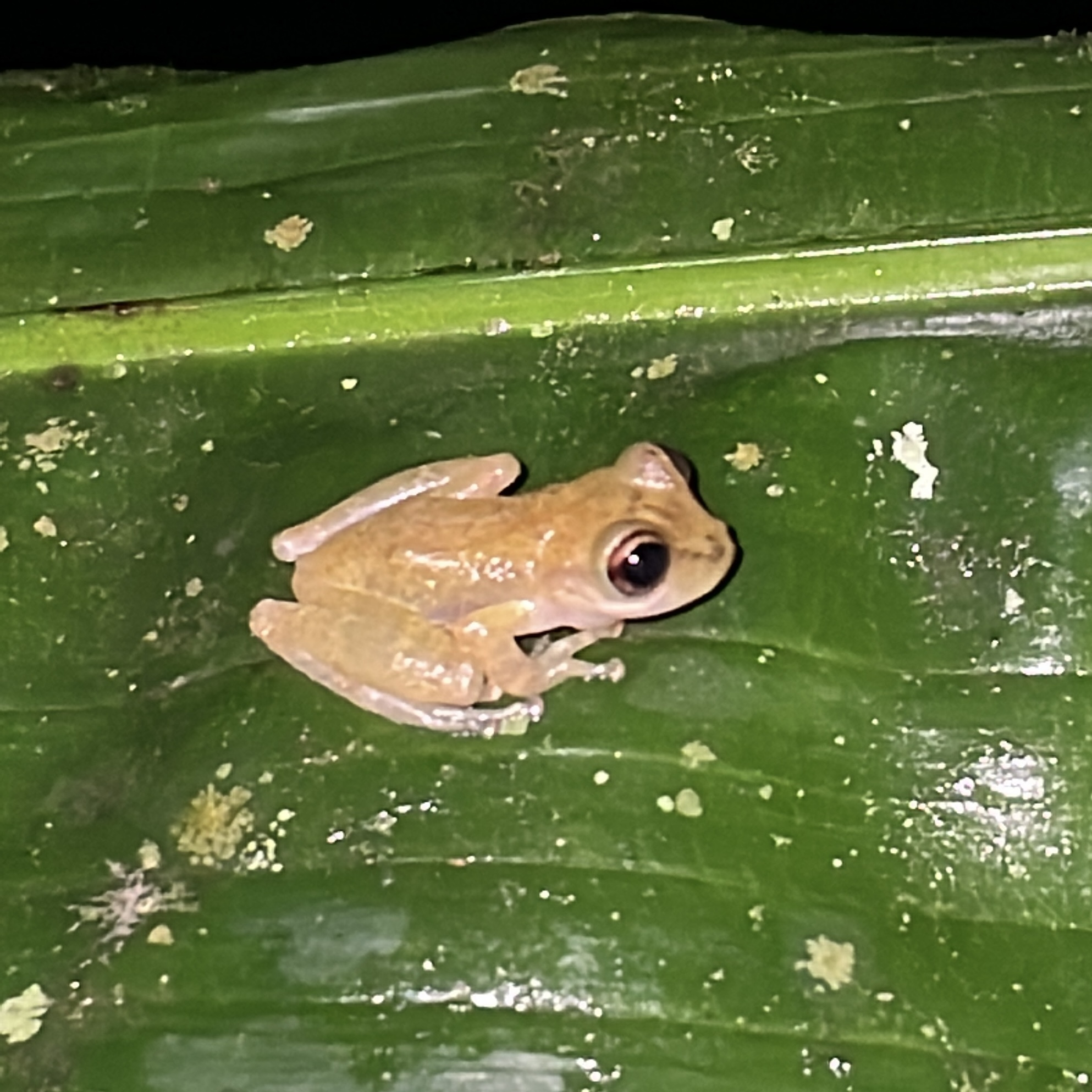 Flectonotus fitzgeraldi (Parker, 1934)