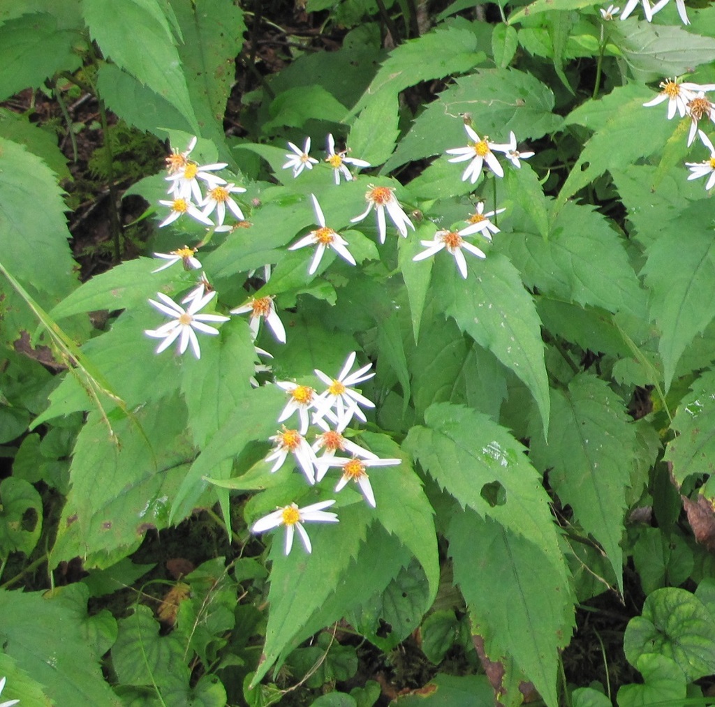White Wood Aster from Buncombe County, NC, USA on August 11, 2018 by ...