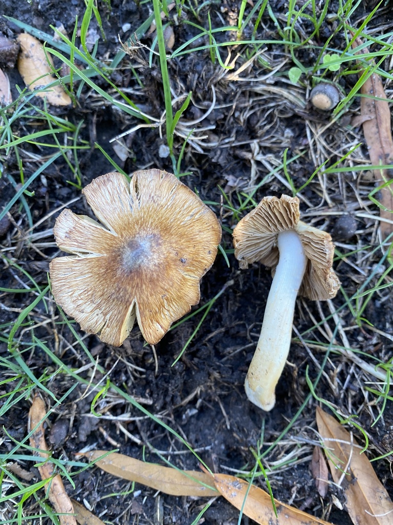 split fibrecap from Dixie Trail, Raleigh, NC, US on November 1, 2022 at ...