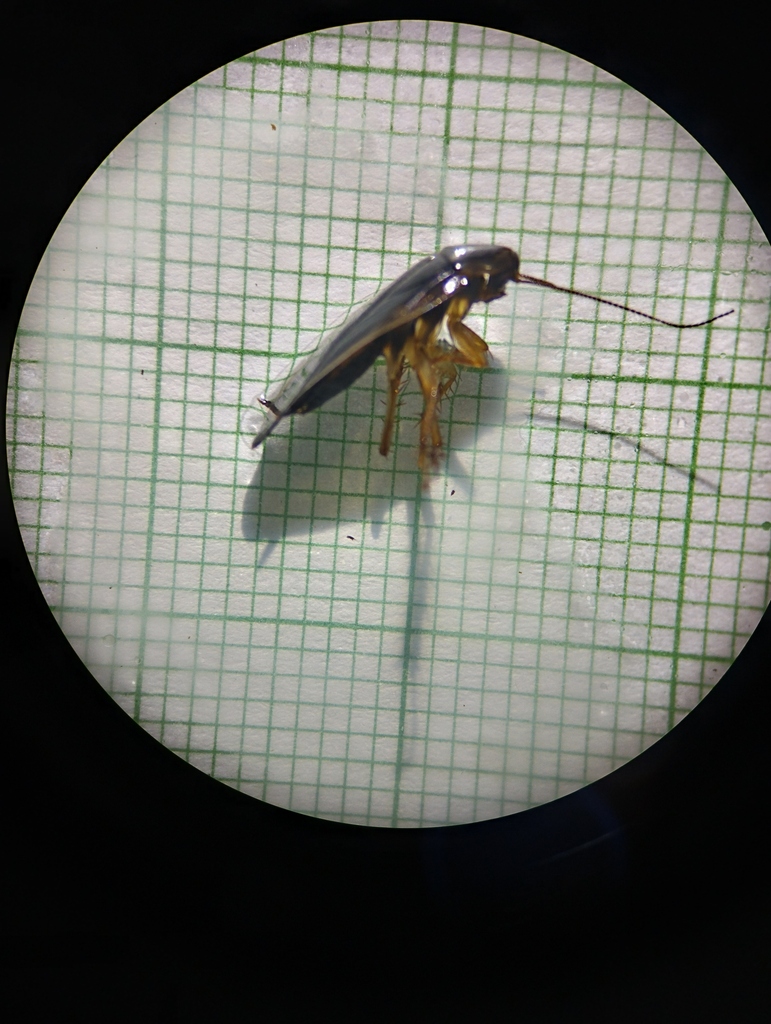 Cockroaches and Termites from Villavicencio, Meta, Colombia on October ...
